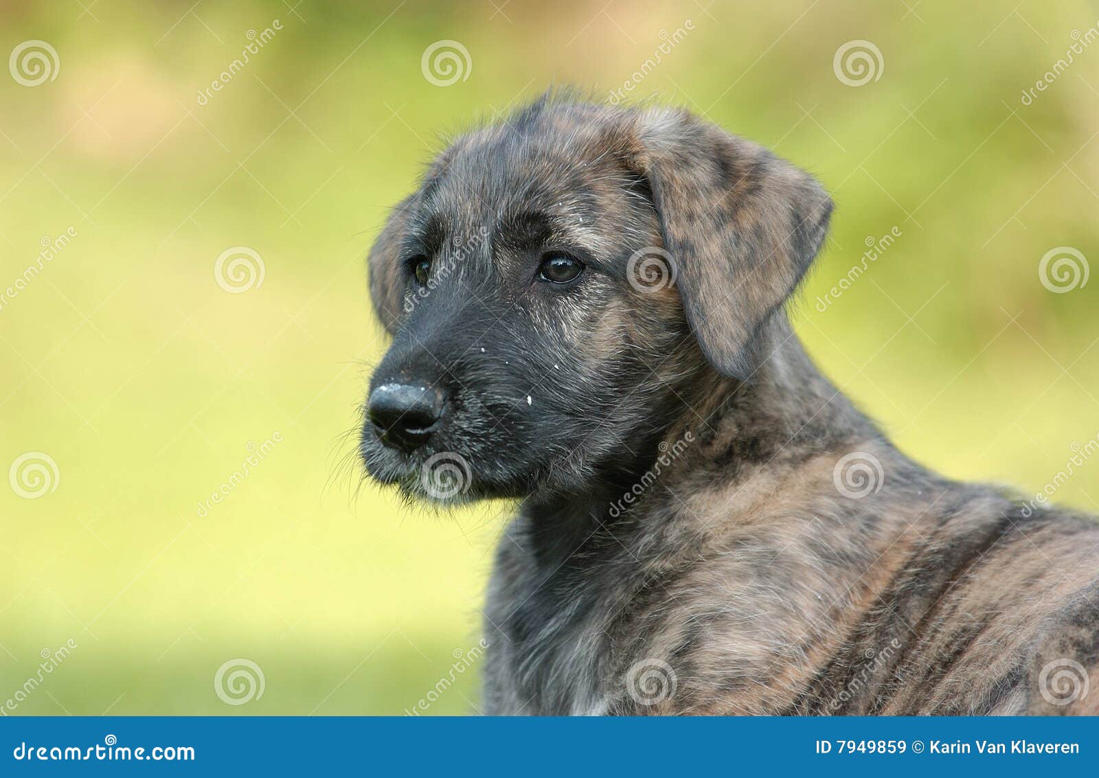 Irish Wolfhound Puppy stock image. Image of mammals, playing - 7949859