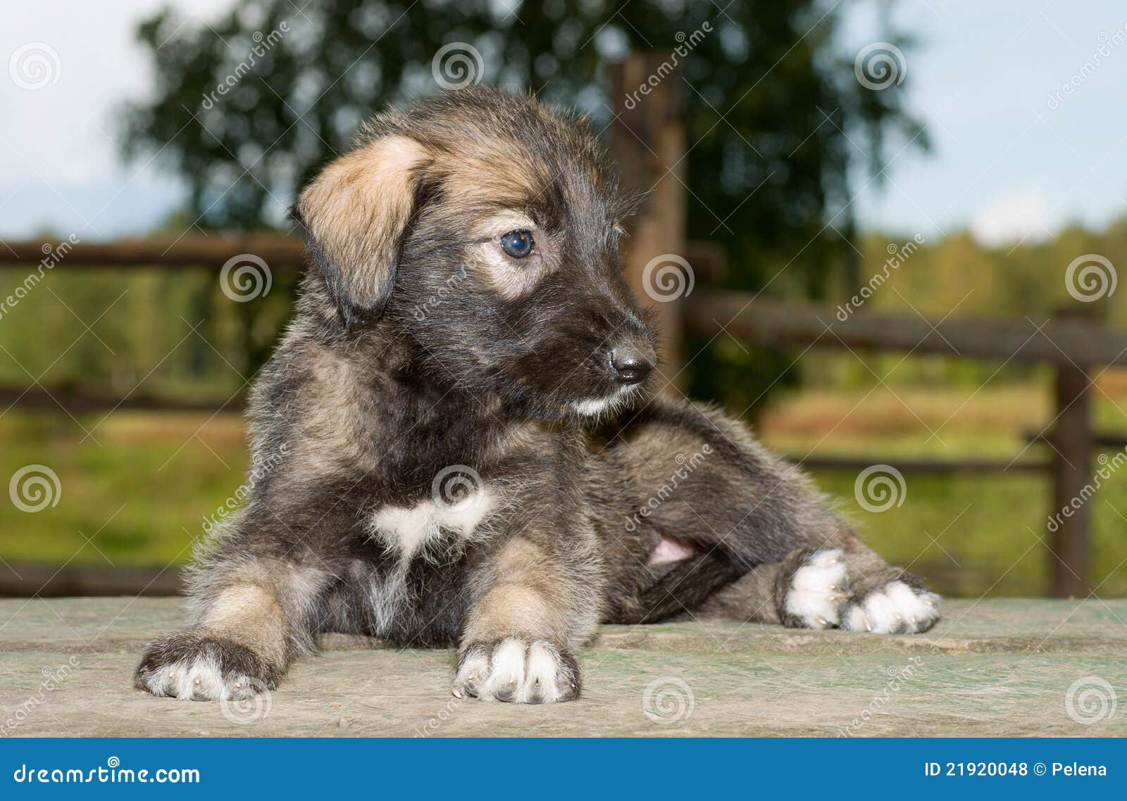 Irish Wolfhound Puppy Lying on the Table Stock Photo - Image of summer ...