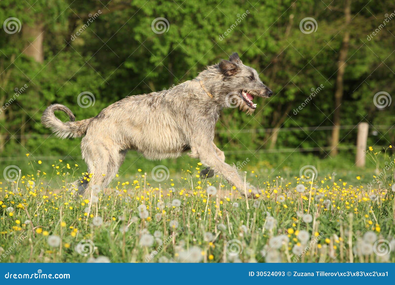 Irish Wolfhound Running in Flowers Stock Image - Image of color, flower ...