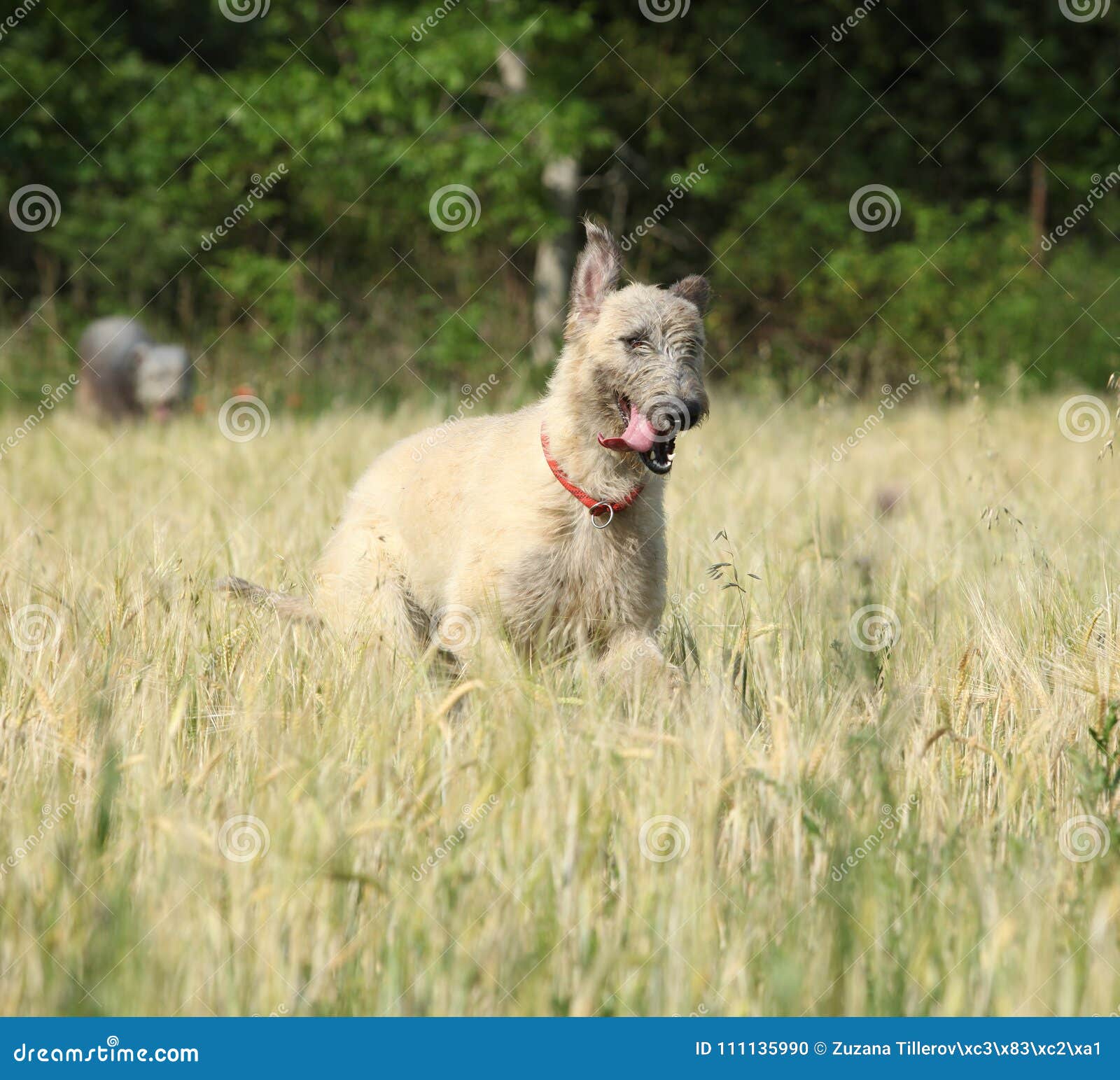 Irish Wolfhound Running in Nature Stock Photo - Image of lovely, irish ...