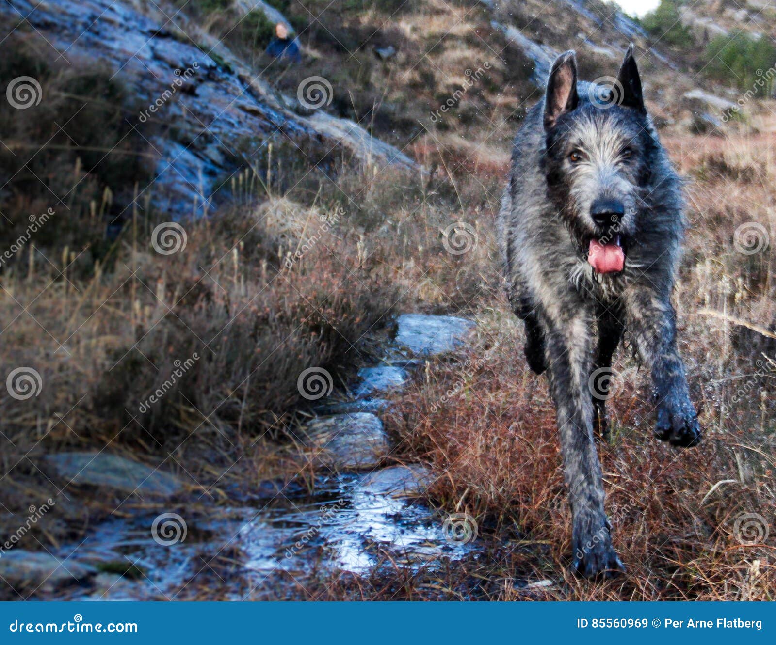 Irish Wolfhound Running in Nature Stock Image - Image of sighthound ...