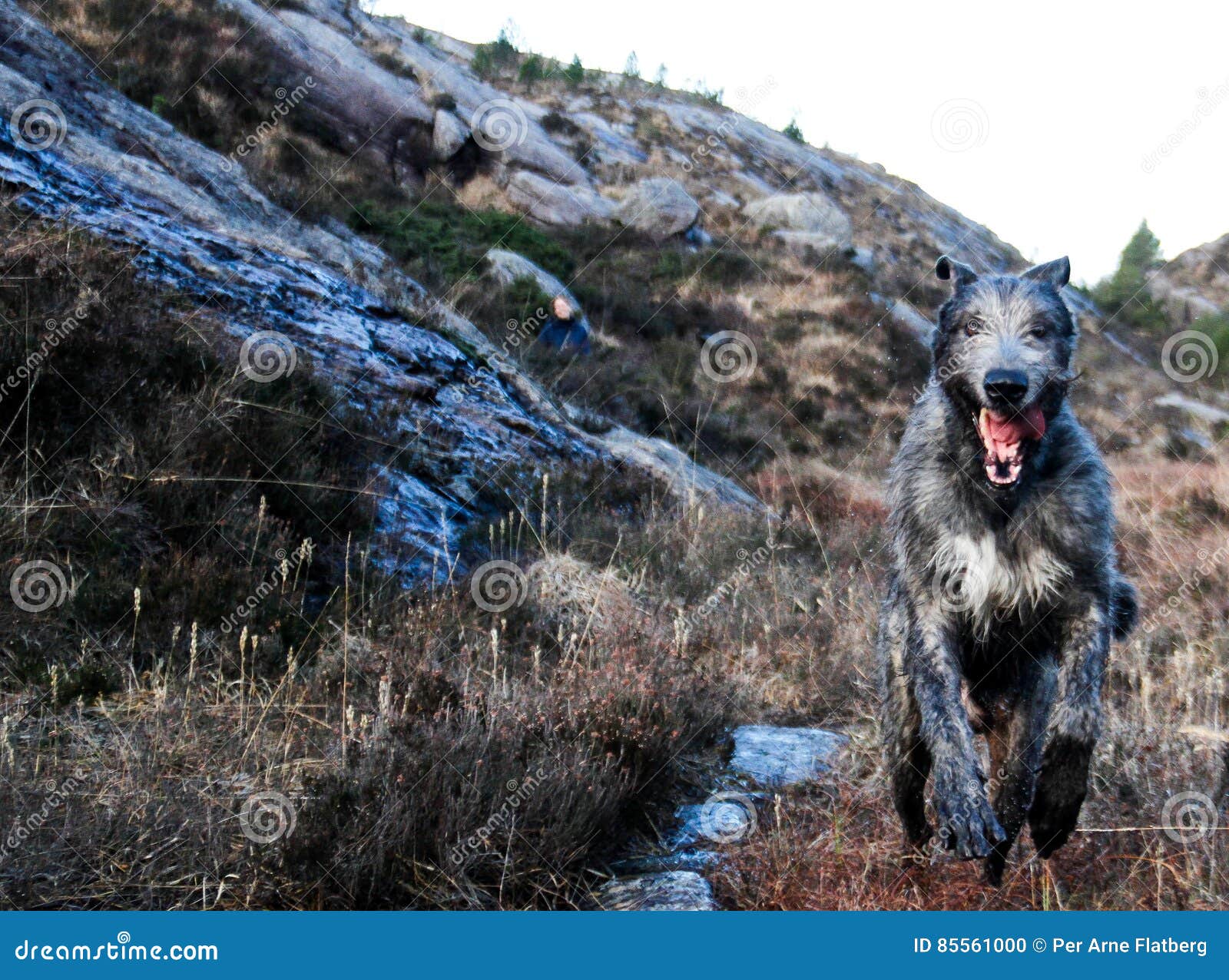 Irish Wolfhound Running in Nature Stock Photo - Image of giant ...
