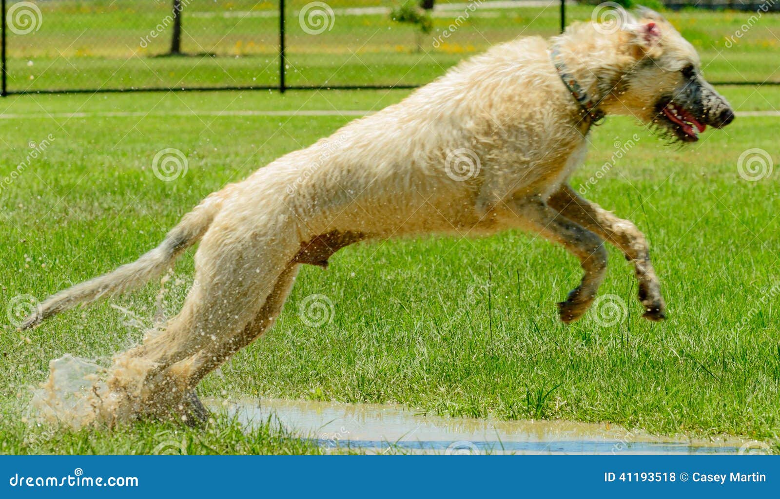 Irish Wolfhound Running in Park Stock Photo - Image of outdoors, park ...