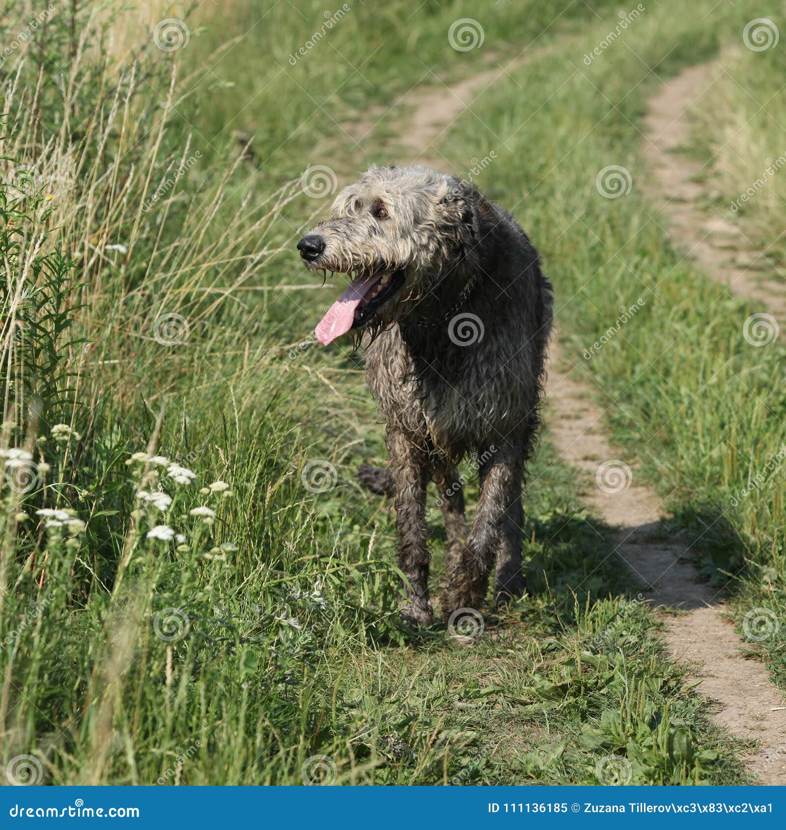 Irish Wolfhound Running on the Path Stock Image - Image of color ...
