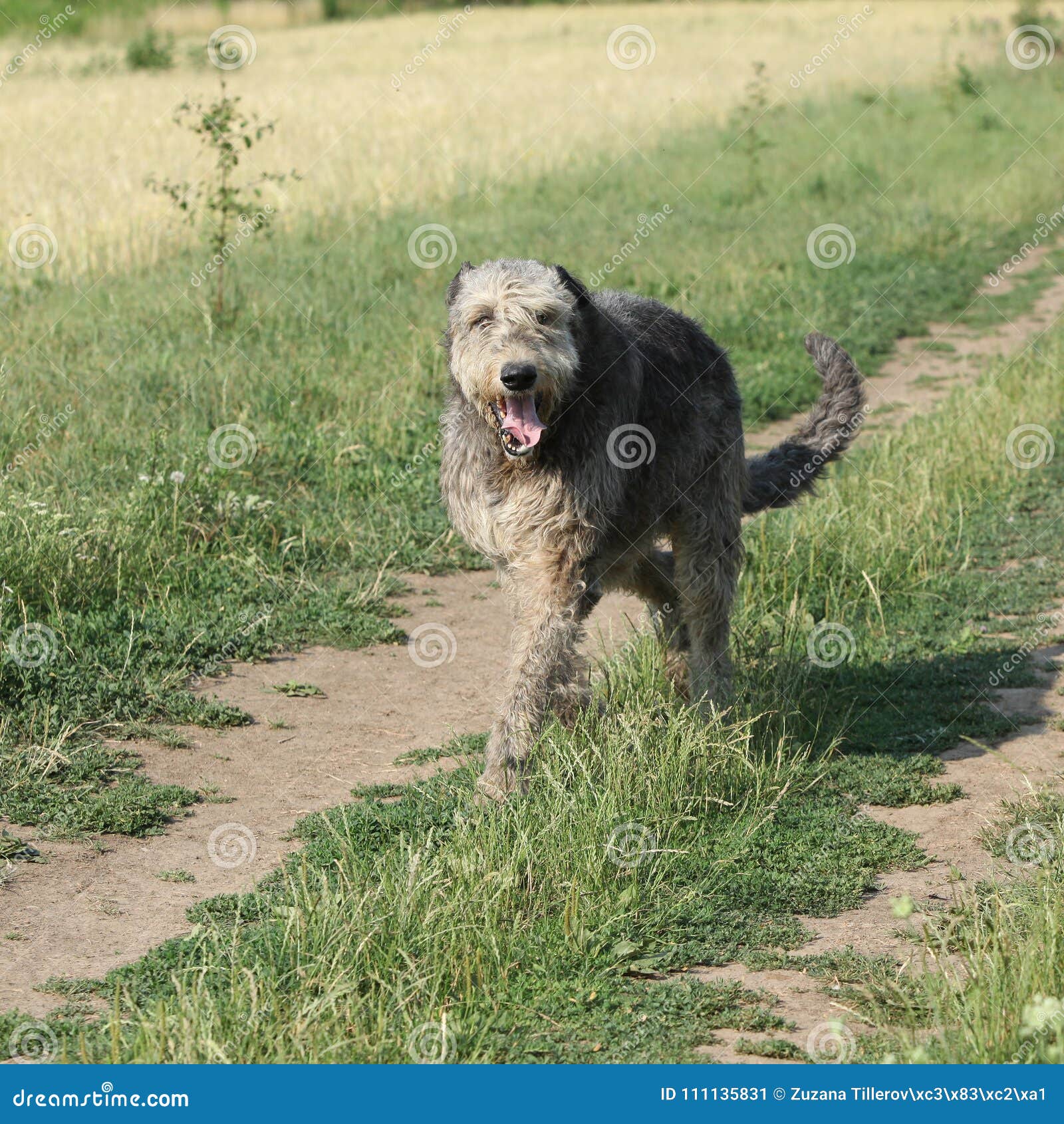 Irish Wolfhound Running on the Path Stock Image - Image of running ...