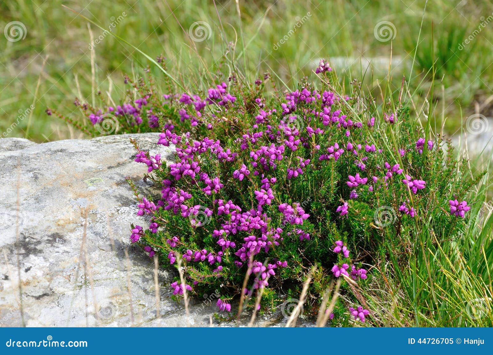 Irlandês-charneca imagem de stock. Imagem de flora, ambiente - 44726705