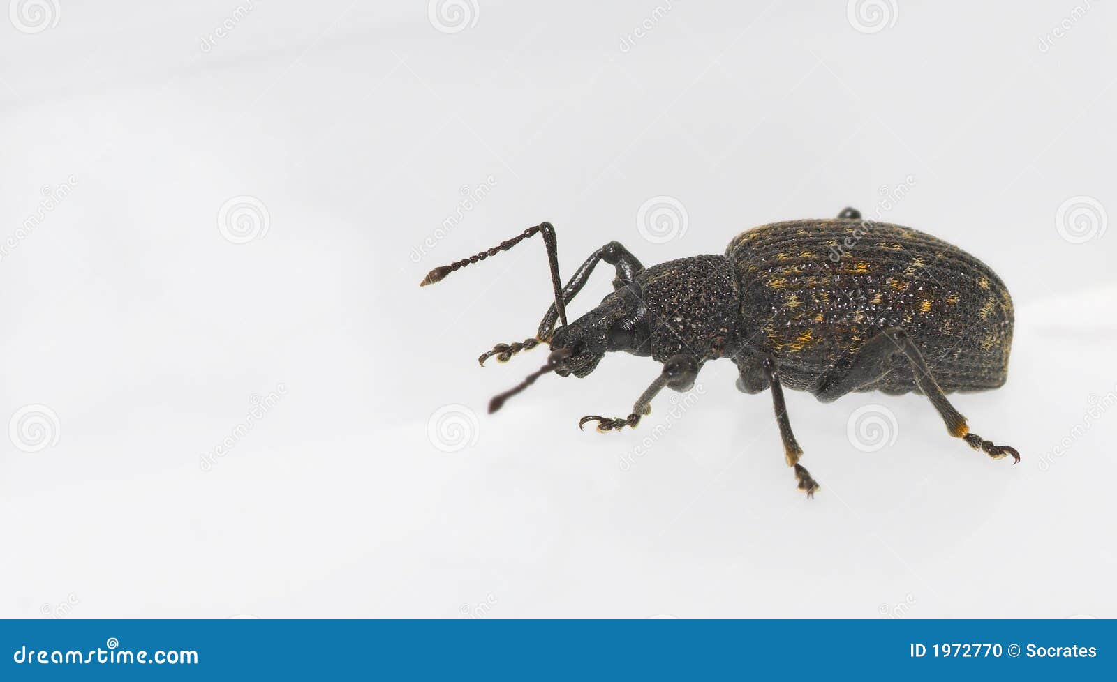 Iron beetle - insect stock photo. Image of coleoptera - 1972770