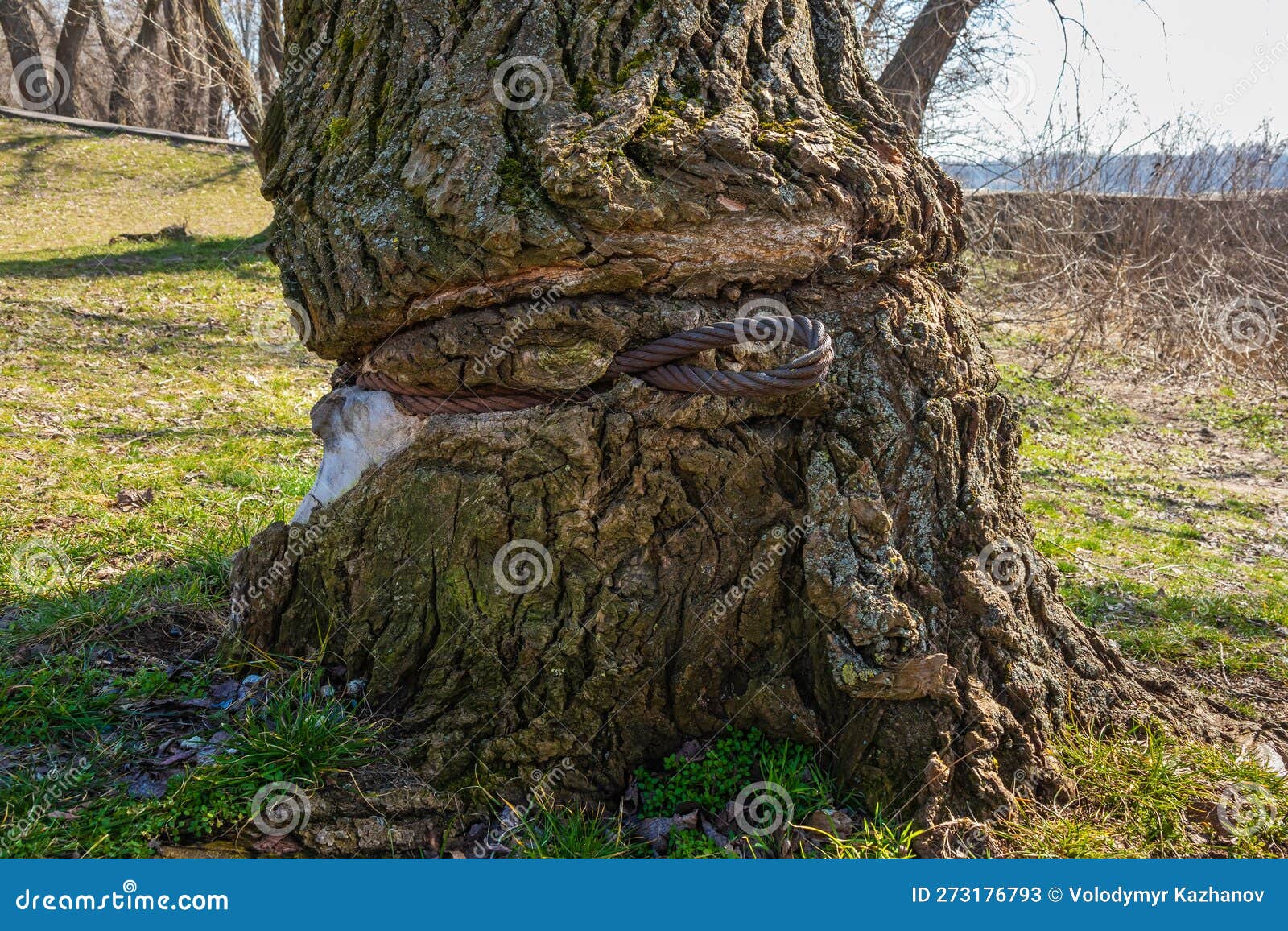 An Iron Cable is Tied Around a Tree and Digs into the Bark of the Tree ...
