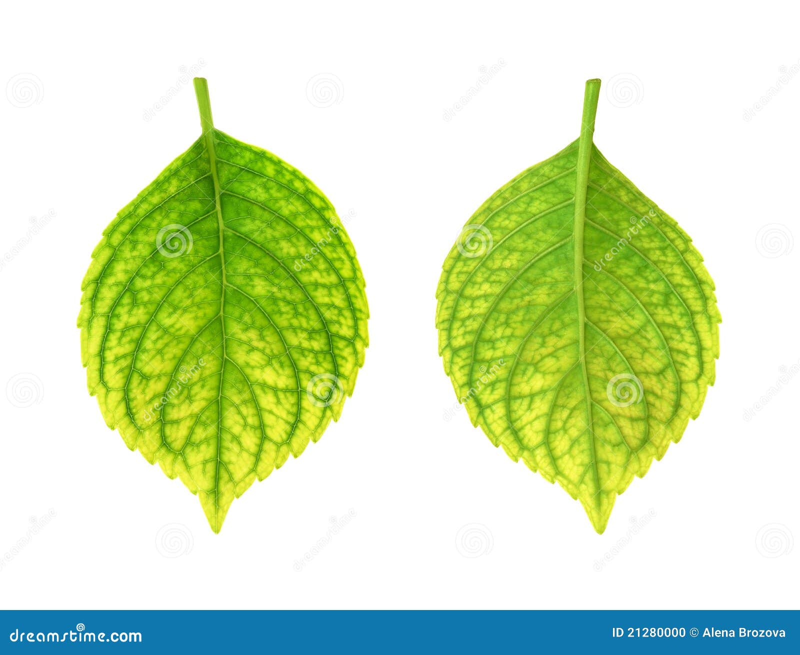 Iron Deficiency of Hydrangea Macrophylla Leaf - Ch Stock Photo - Image ...