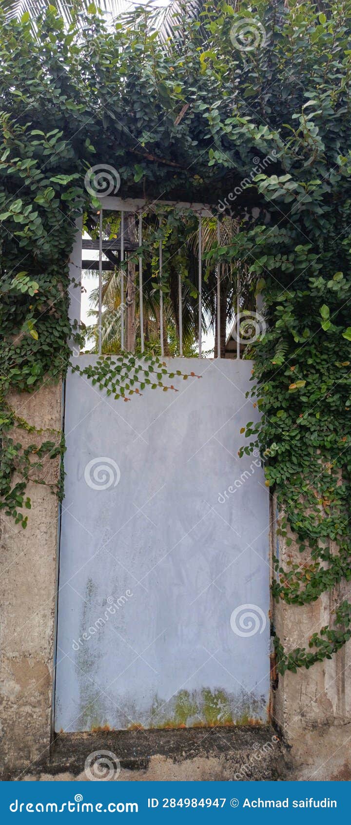An Iron Door Strewn with Creeping Fig or Climbing Fig Stock Image ...