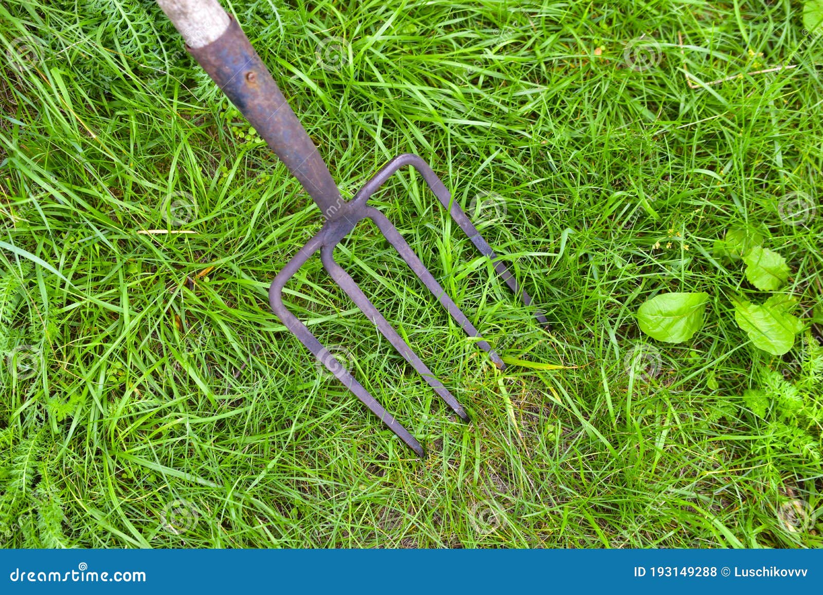 Iron Garden Pitchfork on the Background of Green Grass in the Garden ...