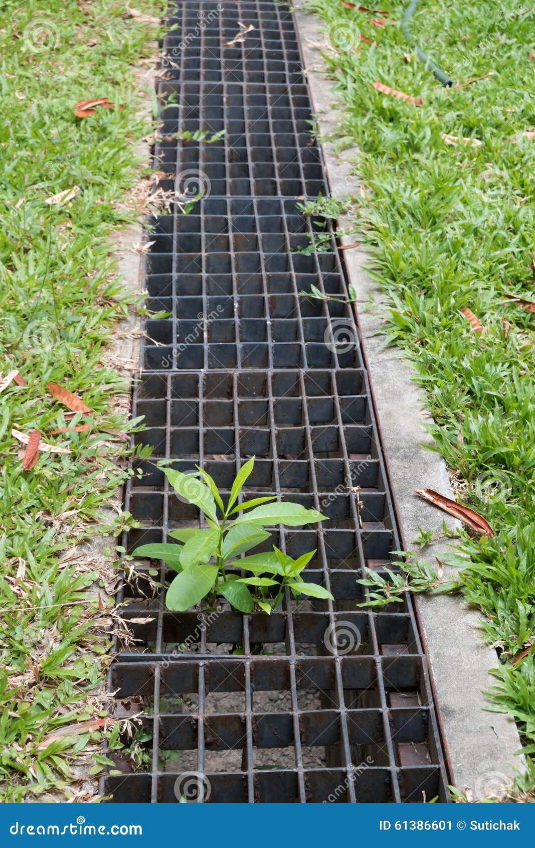 Iron Grate of Water Drain in Grass Garden Stock Image - Image of sewer ...