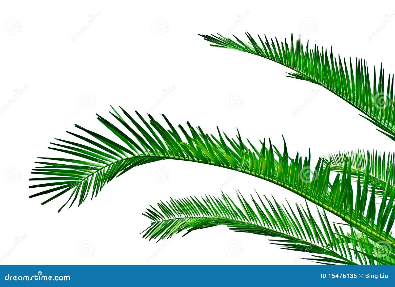 Iron leaves stock image. Image of white, leaf, rare, leaves - 15476135