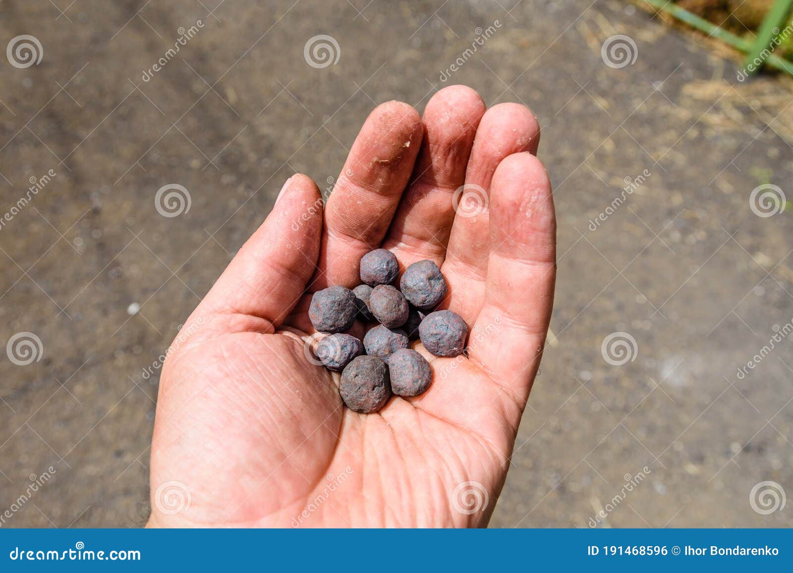 Iron Ore Taconite Pellets in a Worker Hand Stock Photo - Image of ...