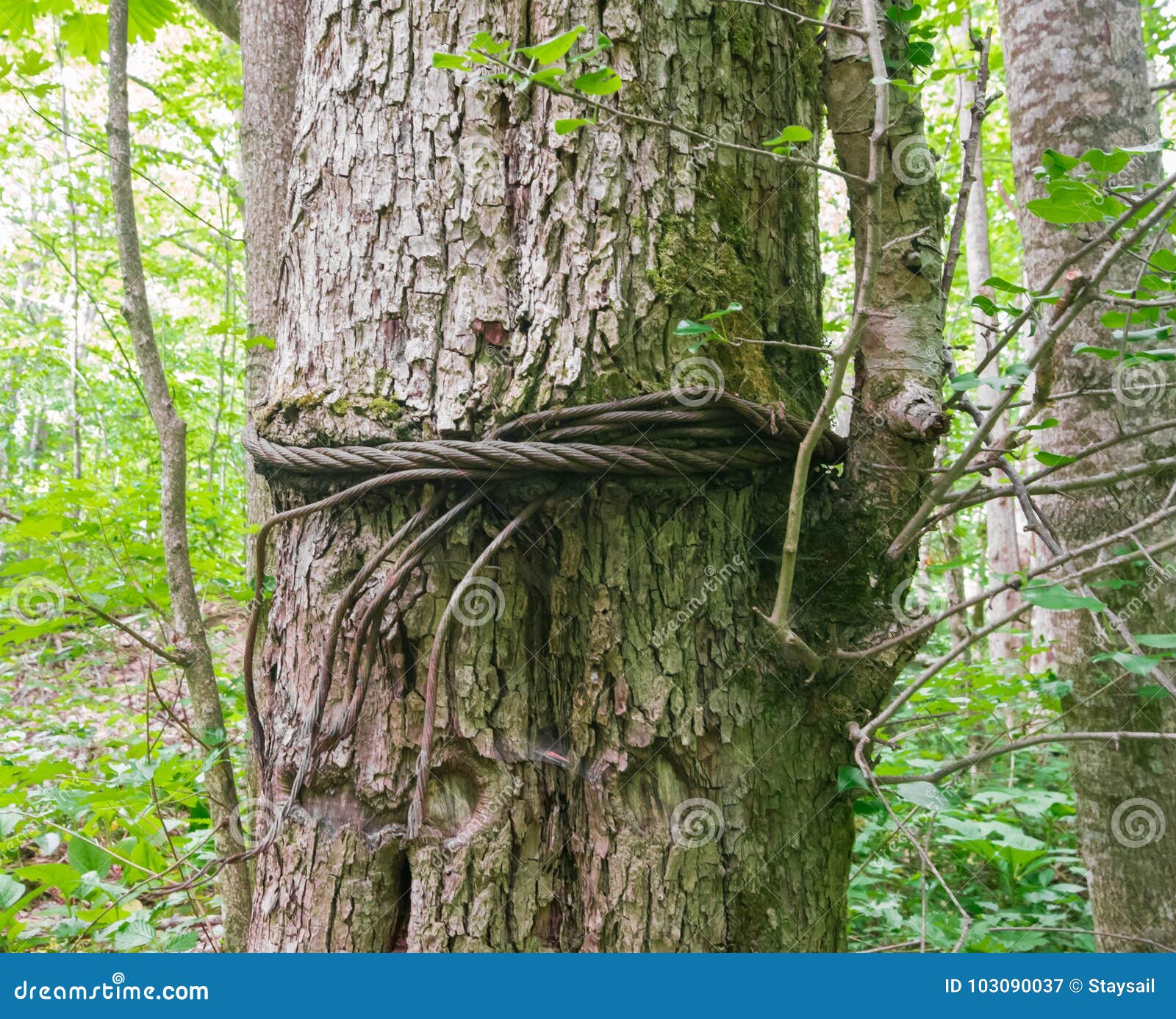 The Iron Rope is Tied Around the Big Oak Tree Stock Image - Image of ...