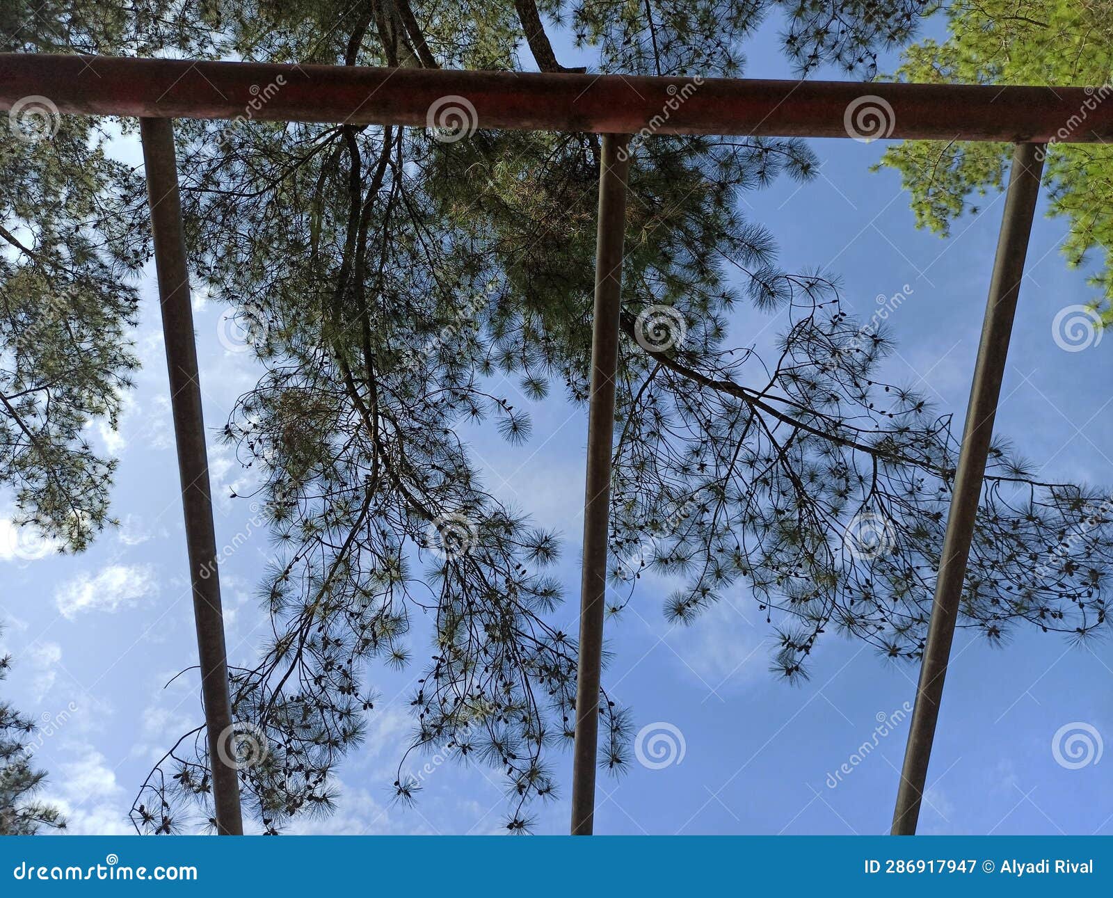 Iron Row of Fitness Equipment Under the Tree Stock Image - Image of ...