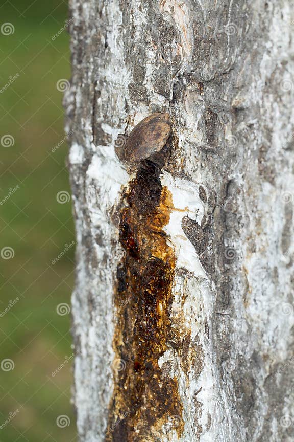 Iron spike stuck in Birch stock image. Image of large - 24286321