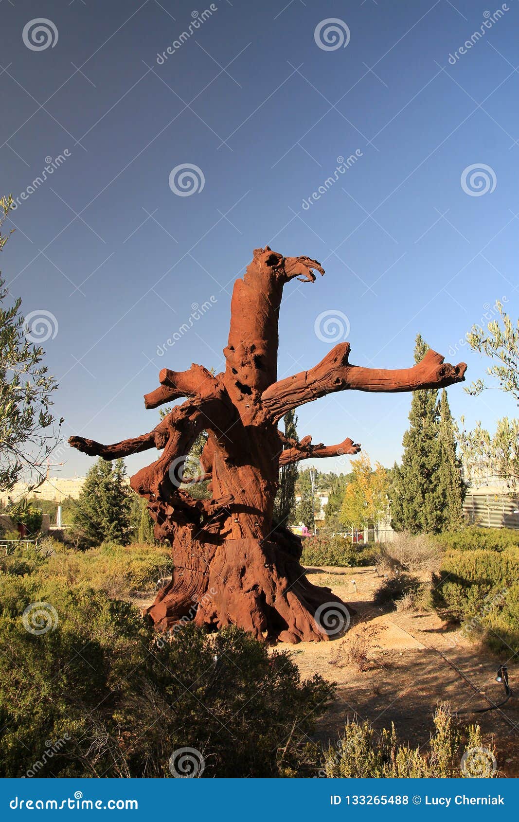 Iron Tree stock photo. Image of iron, tree, jerusalem - 133265488