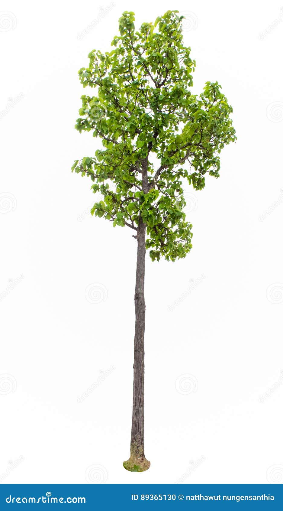 Iron Wood Tree is Deciduous Isolated on White Background (Pyinkado ...