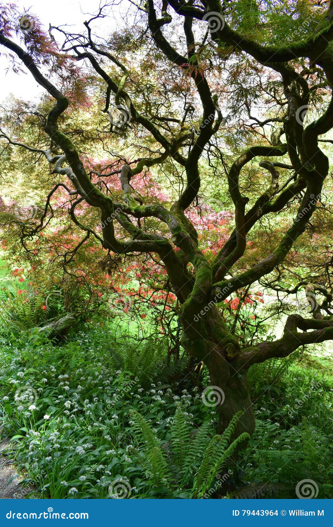 Irregular branching stock photo. Image of irregular, shapes - 79443964