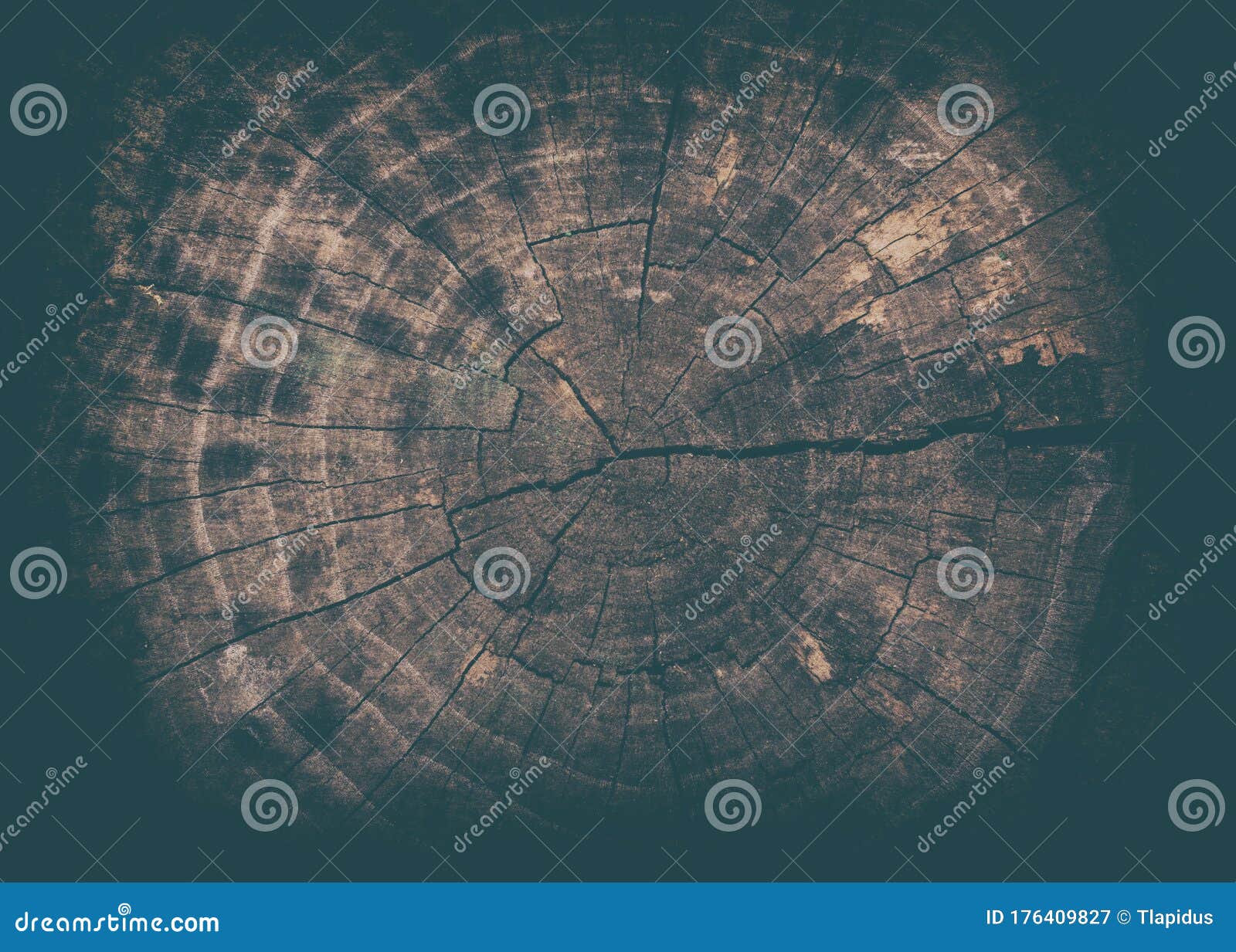 Cross Section of a Cut Wood Tree Trunk Slice with Cracks and Rings ...