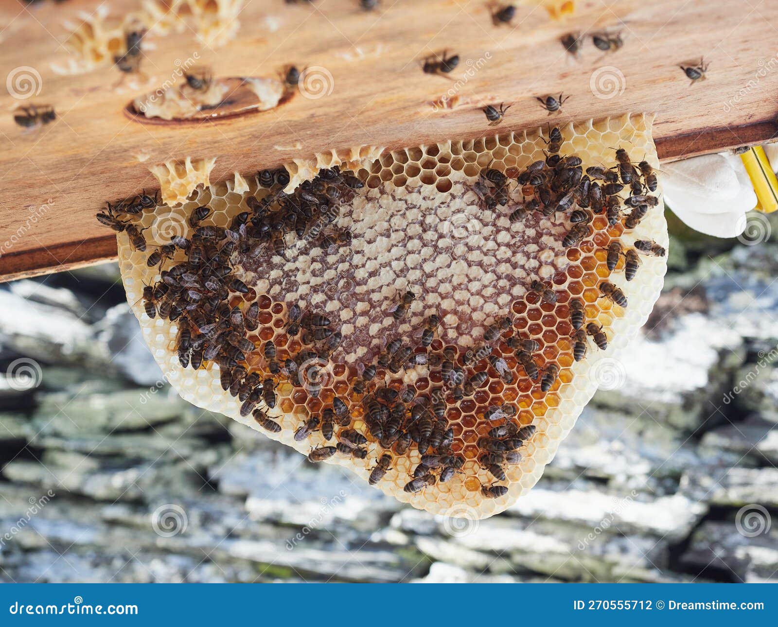 Irregular Honey Frame in the Shape of a Triangle Formed Naturally in ...