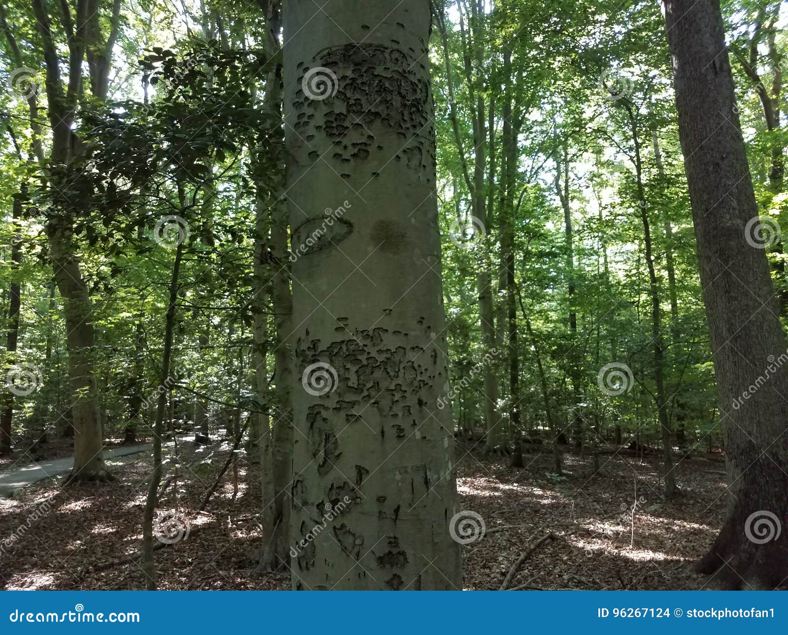 Irregular Marks on Tree Trunk in the Woods Stock Photo - Image of tree ...