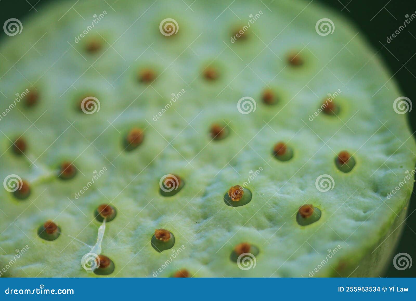 The Irregular Patterns or Clusters of Small Holes or Bumps Stock Photo ...
