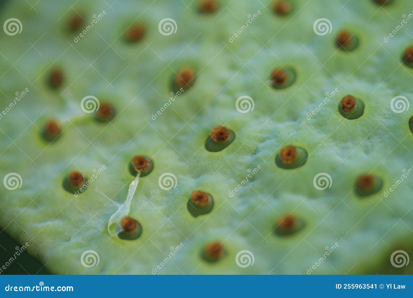 The Irregular Patterns or Clusters of Small Holes or Bumps Stock Image ...