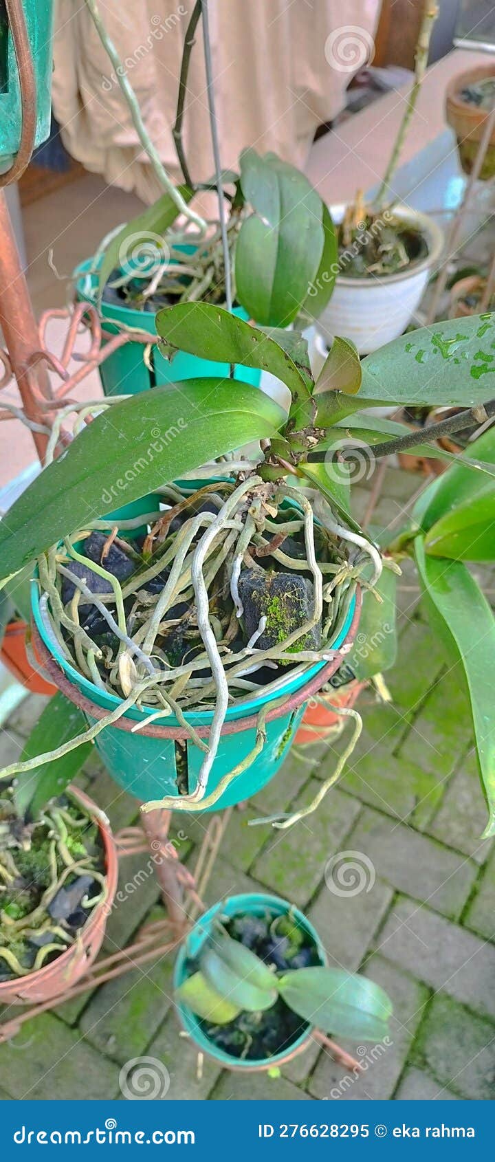 The Irregular Roots of Orchids Have an Attractive Aesthetic Stock Image ...