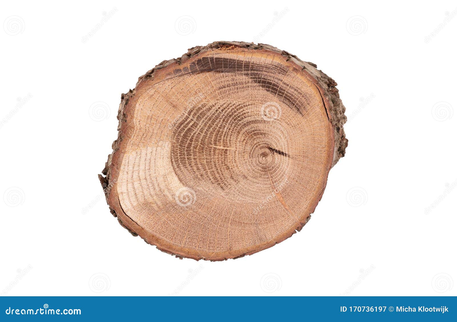 Irregular Shape Wood Slab with Bark and Tree Growth Rings Stock Image ...
