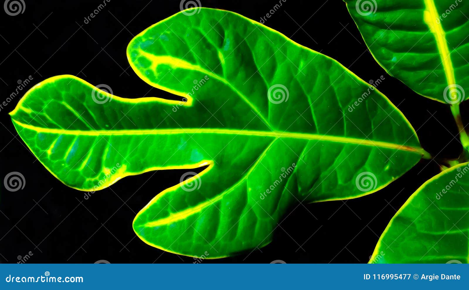 Irregular shaped leaves stock image. Image of irregular - 116995477