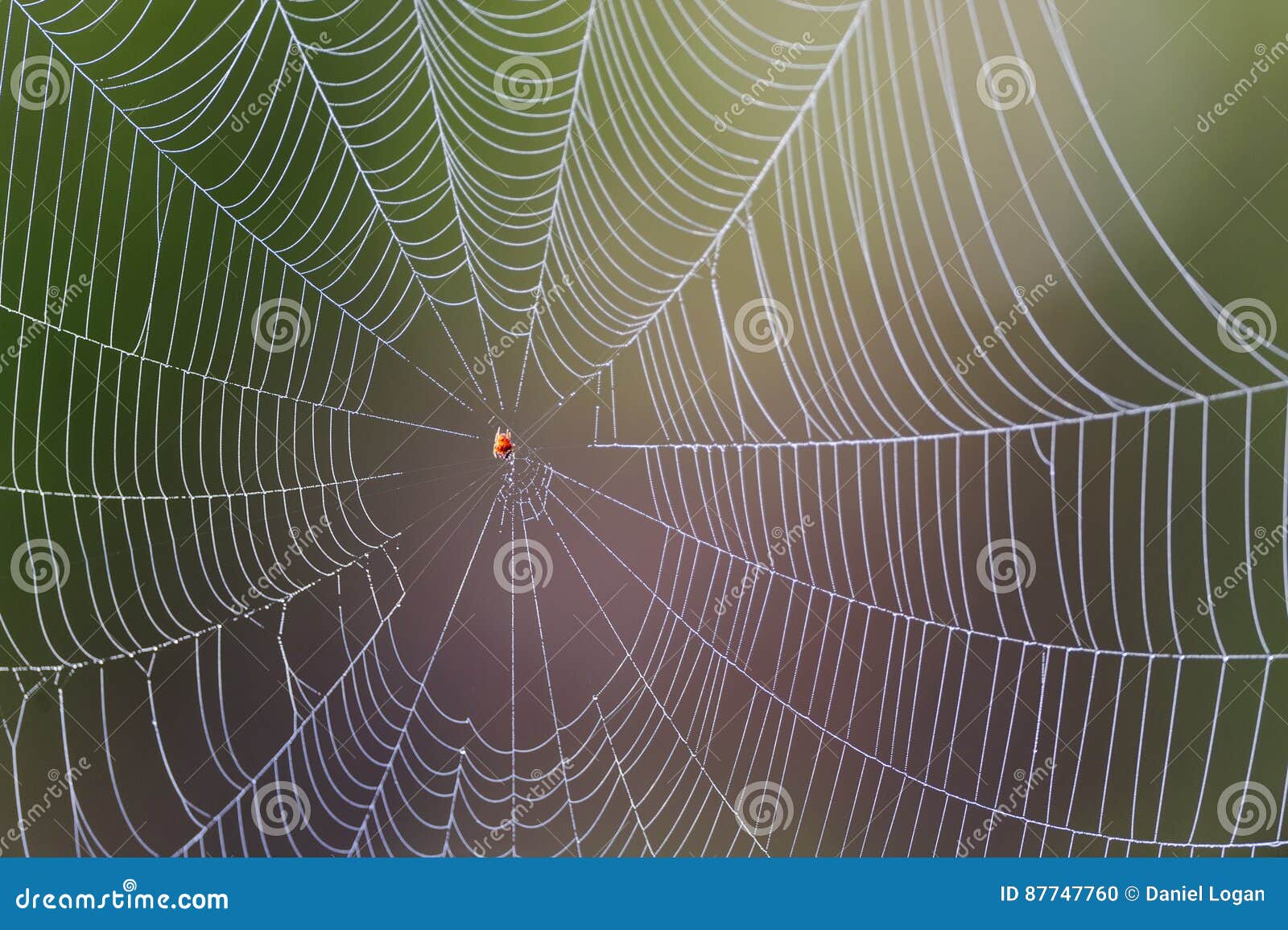 Irregular spider web stock photo. Image of sanctuary - 87747760