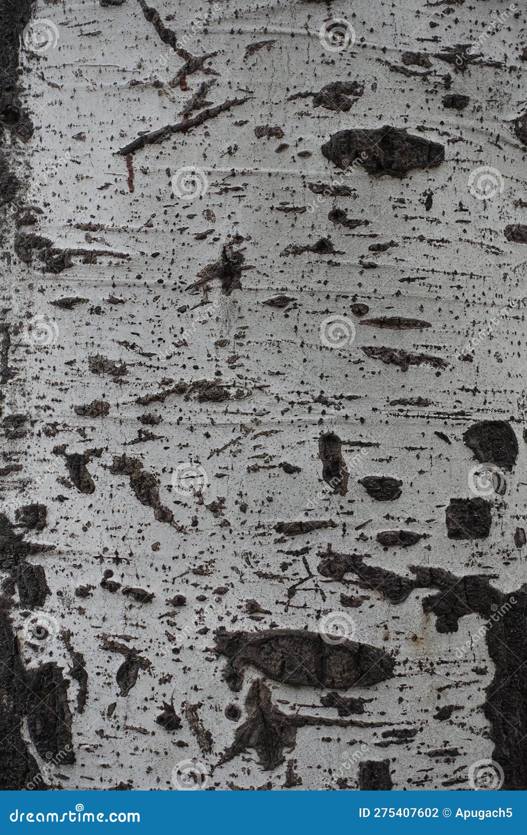 Bark Of Silver Birch Betula Pendula Tree Royalty-Free Stock Photography ...