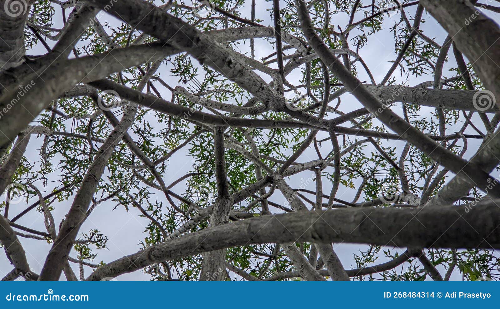 Irregular Tree Branches Make for a Great Contemporary Image Stock Photo ...