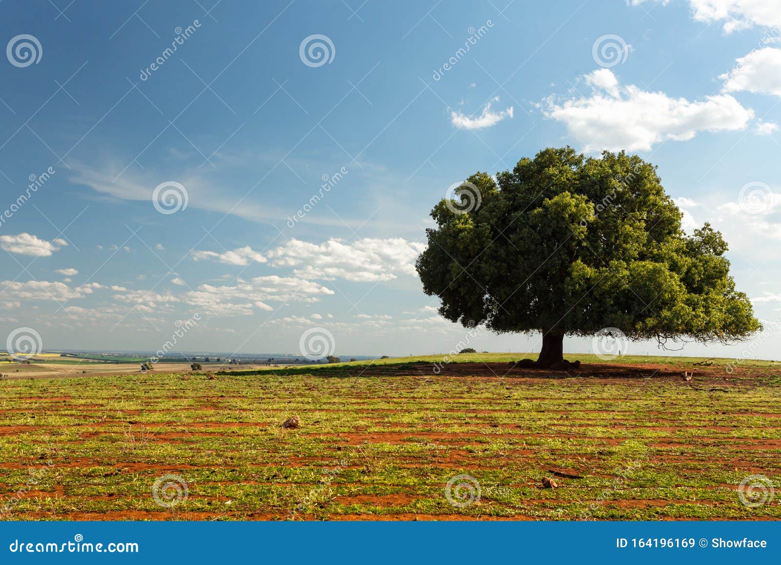 Irregular Tree in Rural Field Stock Image - Image of farm, rural: 164196169