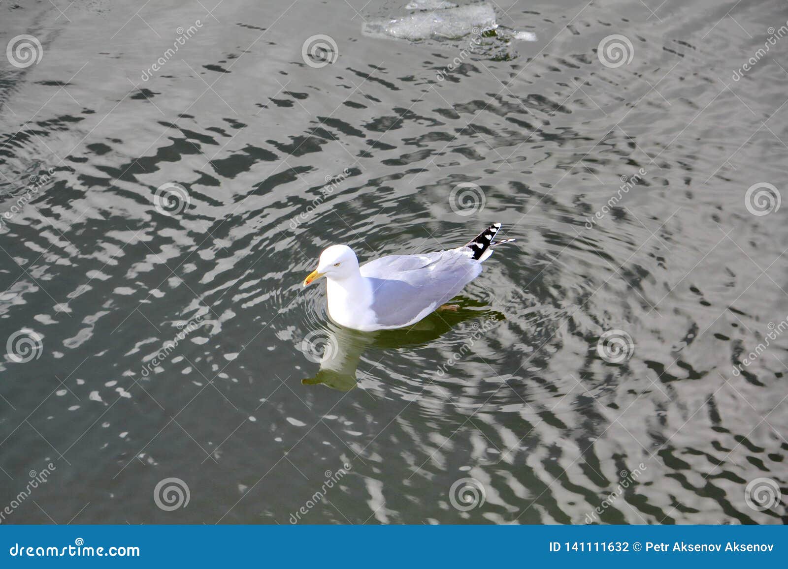 An Irresistible Beautiful Gull Gracefully Floats on the Water of the ...