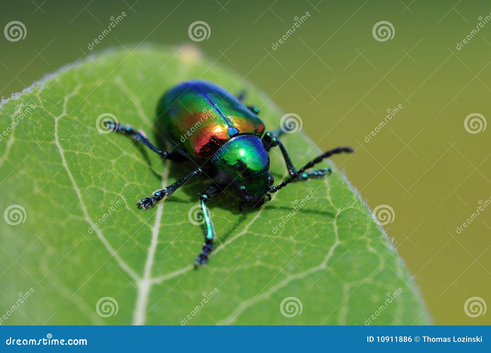 Irridescent beetle stock photo. Image of close, iridescent - 10911886
