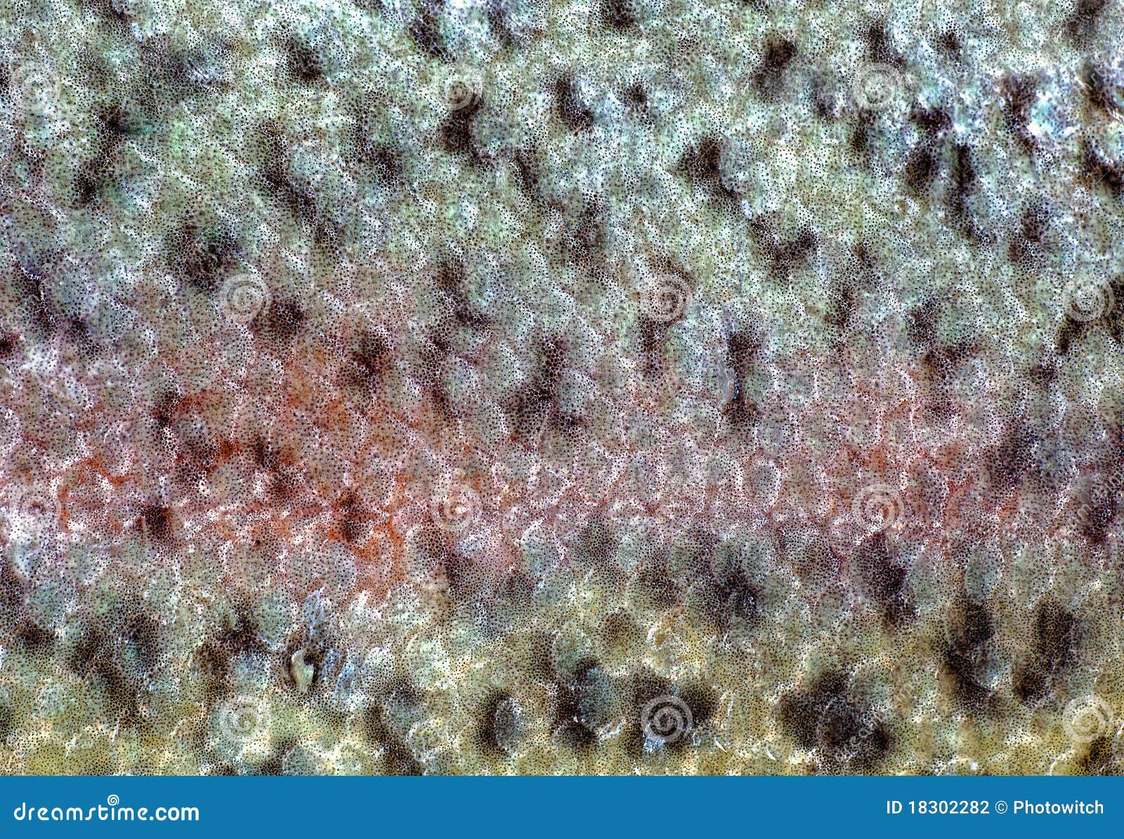 Fish Skin Injured By Chemicals Under The Microscope Stock Photo ...
