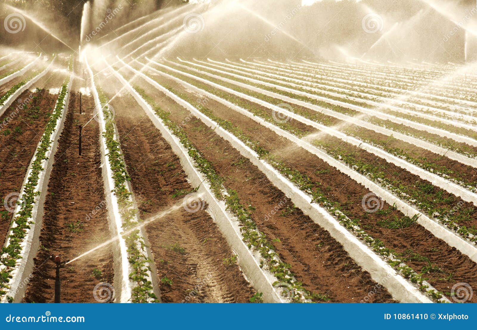 Irrigate field stock photo. Image of cultivation, field - 10861410