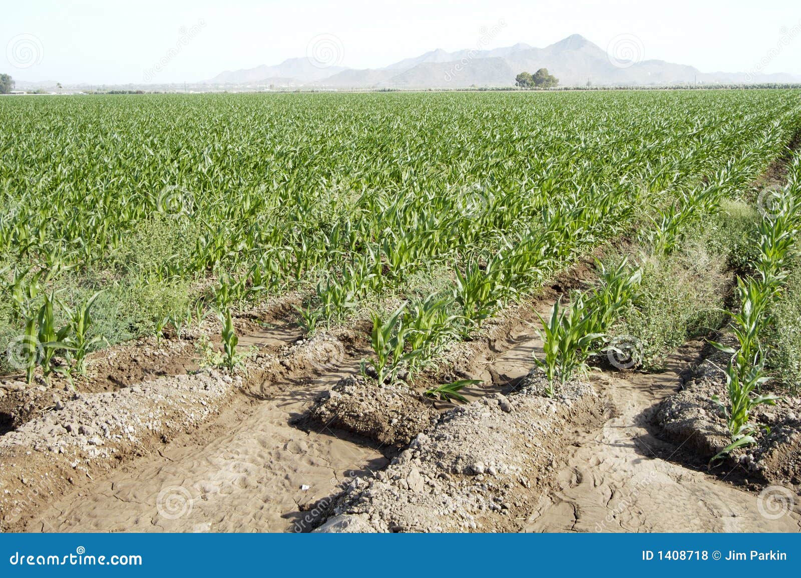 Irrigated Corn 3 stock photo. Image of kernel, ears, plant - 1408718
