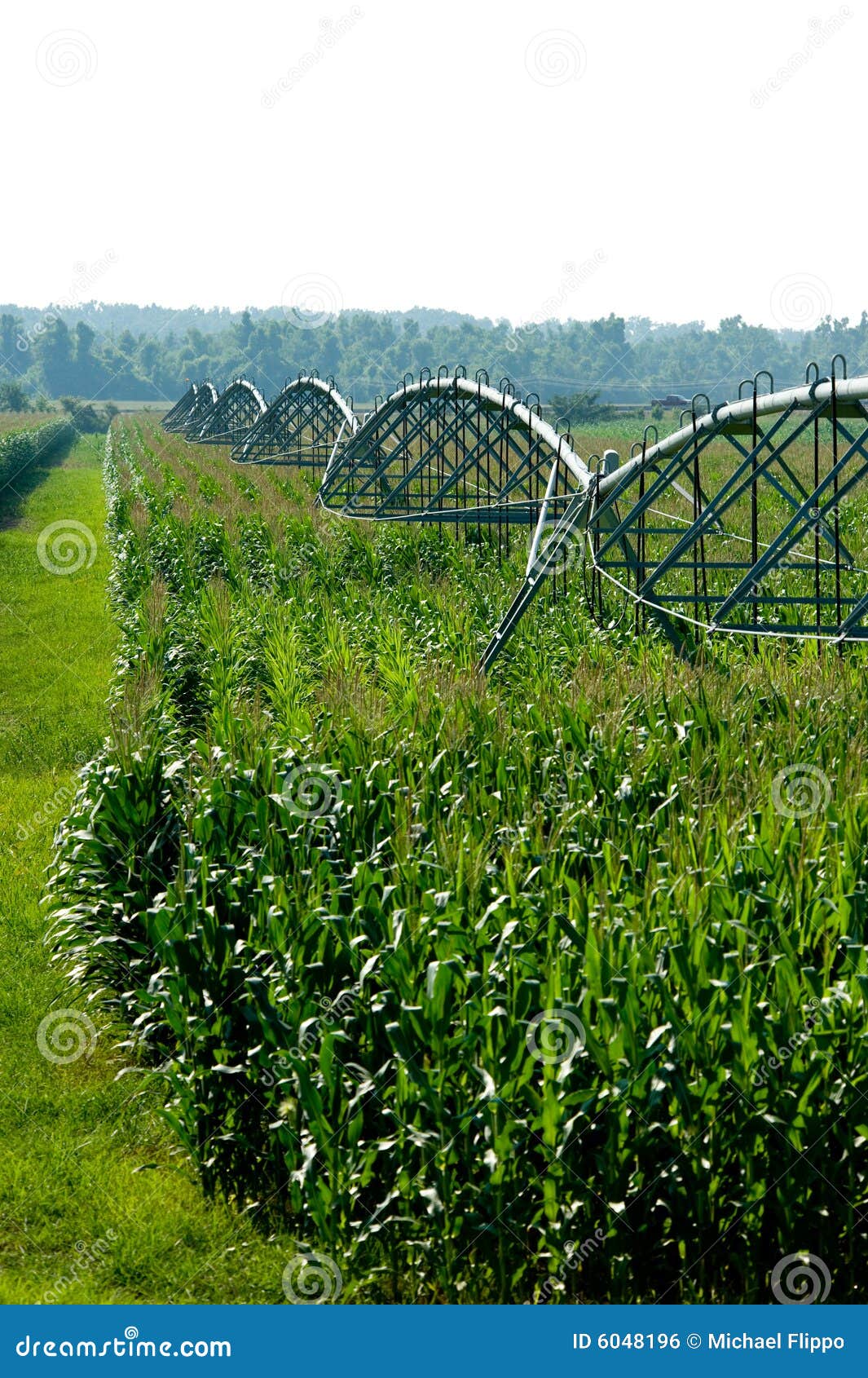 Irrigated Corn Field stock photo. Image of farming, irrigator - 6048196