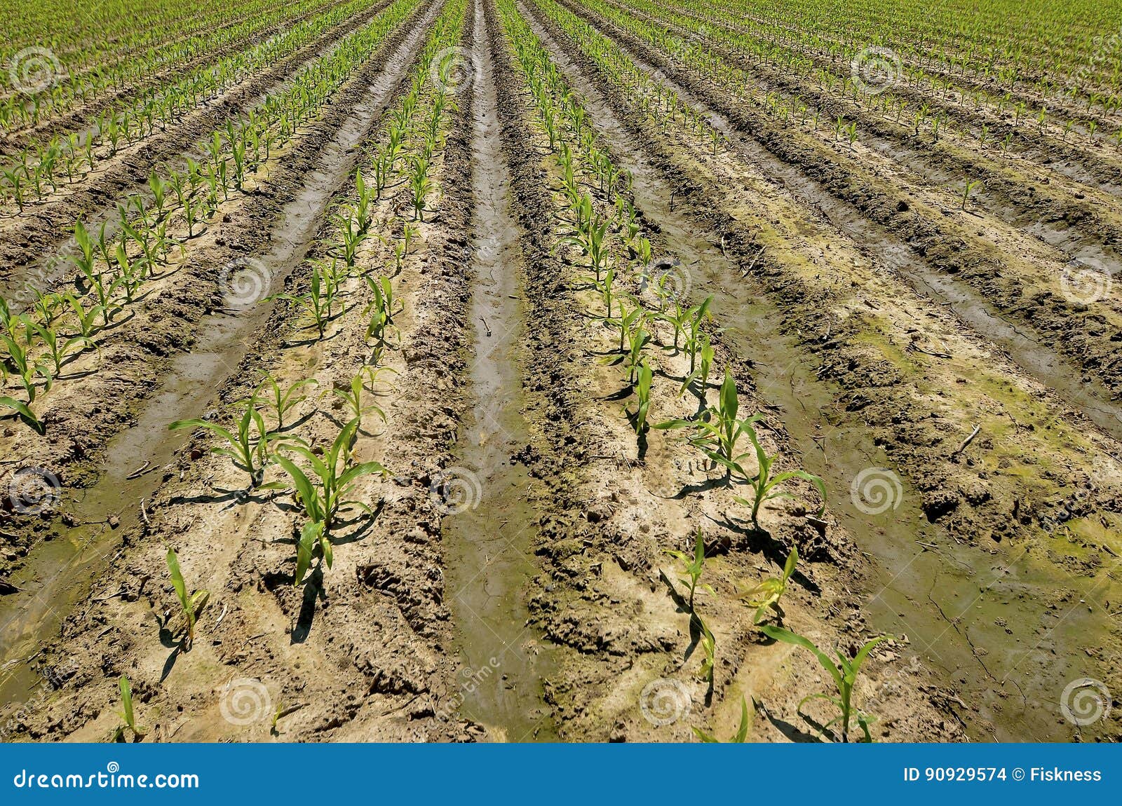 Irrigated corn field stock photo. Image of farming, rows - 90929574