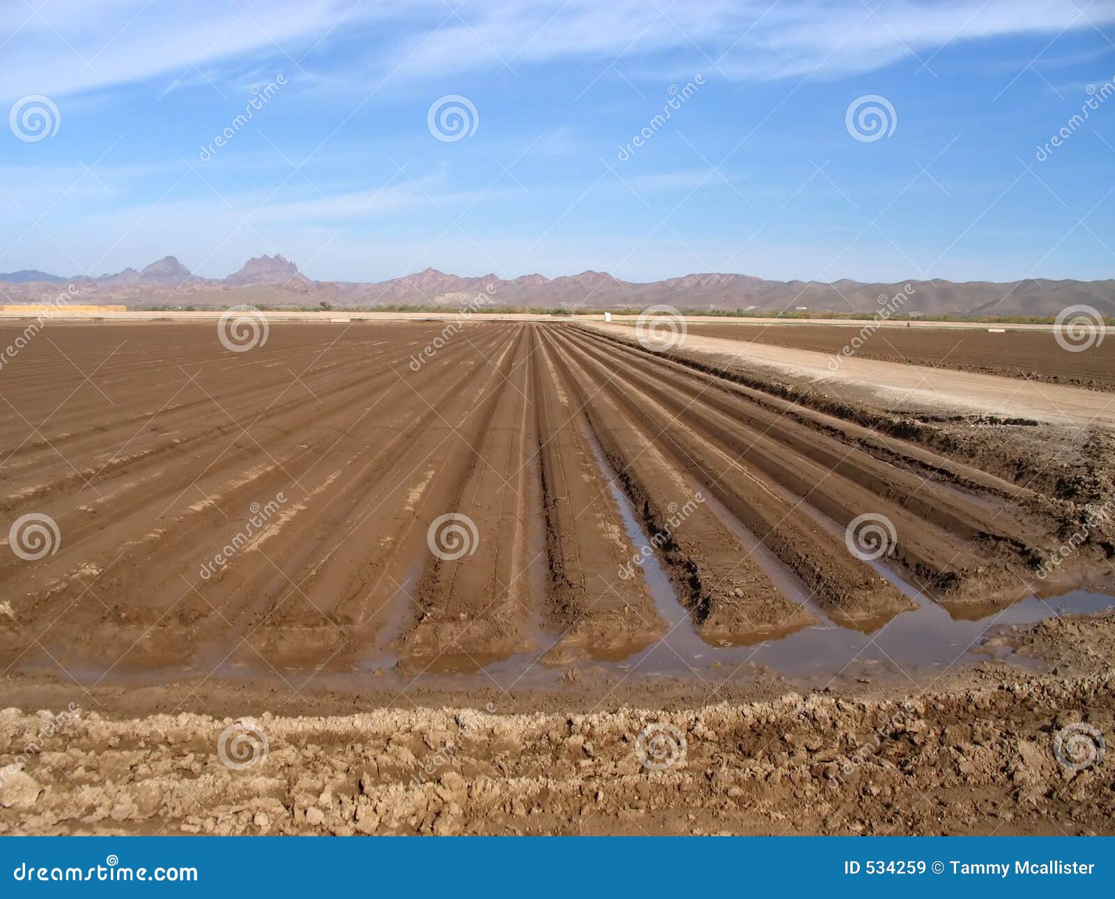 Irrigated farmland stock image. Image of full, climate - 534259