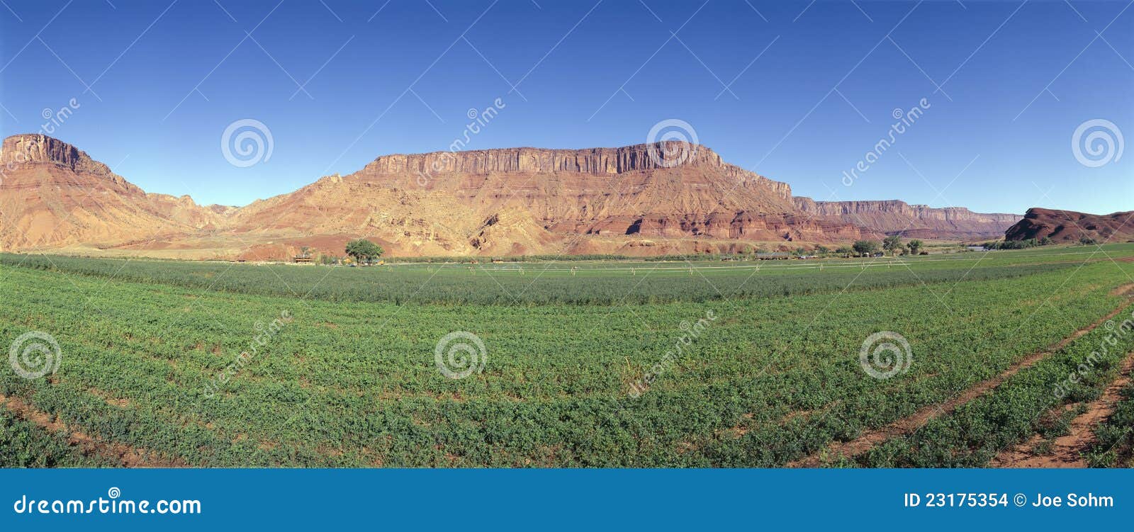 Irrigated field stock photo. Image of beauty, botany - 23175354