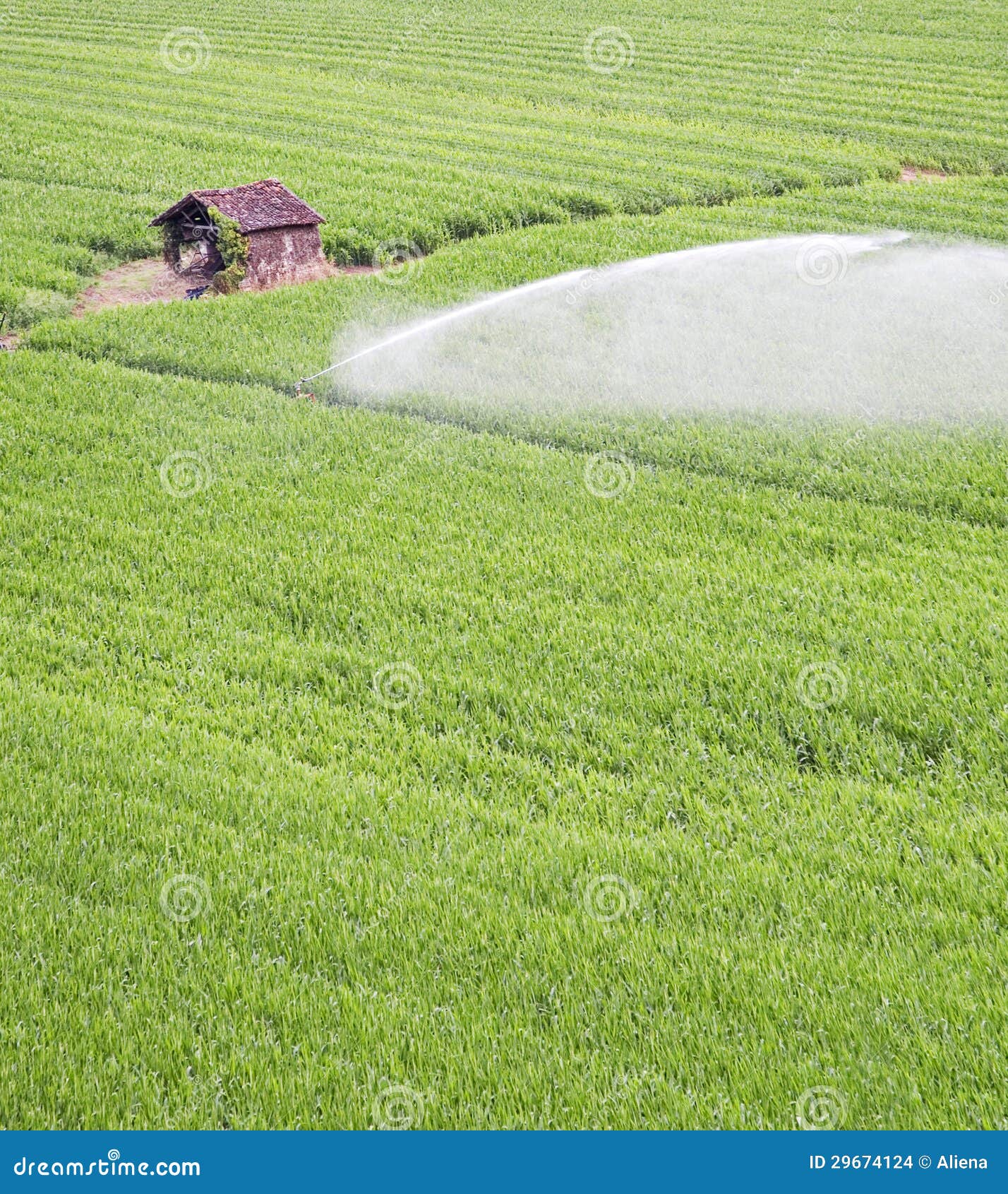 Irrigated field stock photo. Image of cultivate, field - 29674124