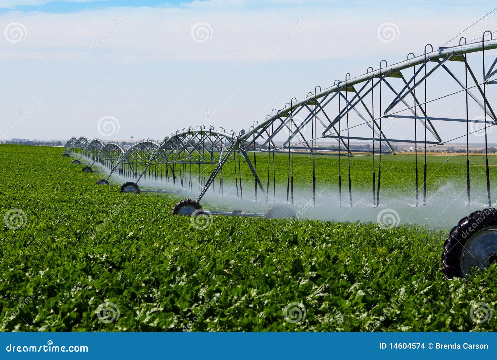 Irrigated Turnip Field stock photo. Image of system, crop - 14604574