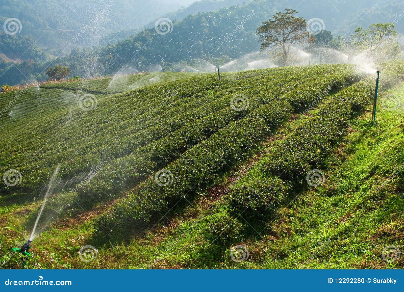 Irrigatie in Theetuin, Het Noorden Van Thailand Stock Foto - Image of ...