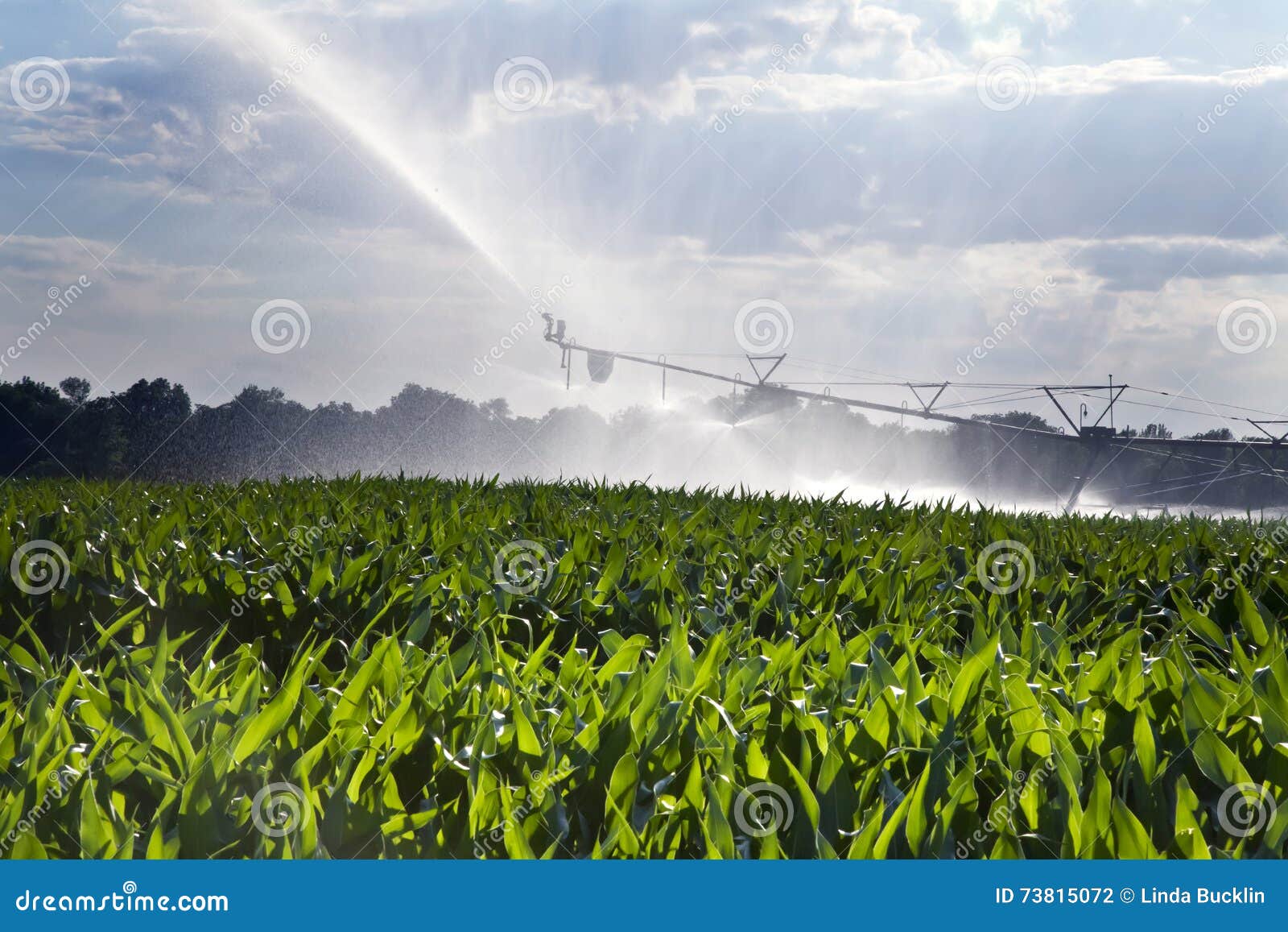 Irrigating a Cornfield stock photo. Image of irrigation - 73815072
