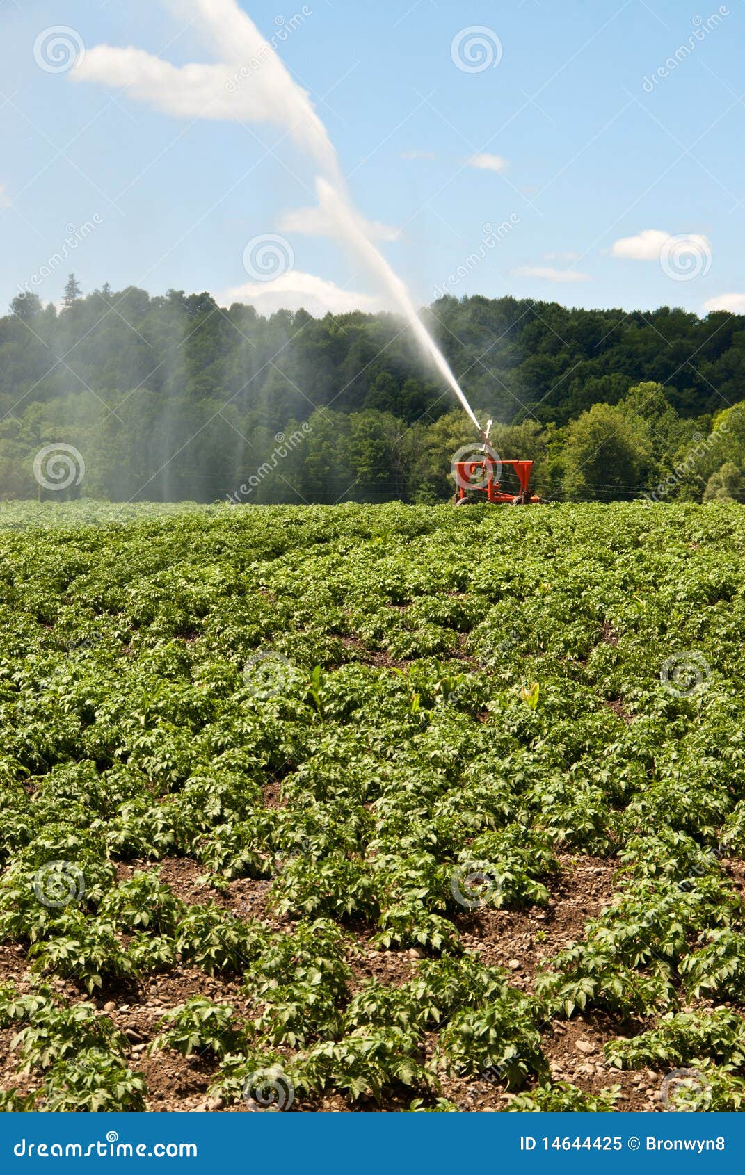 Irrigating Field stock image. Image of farming, green - 14644425